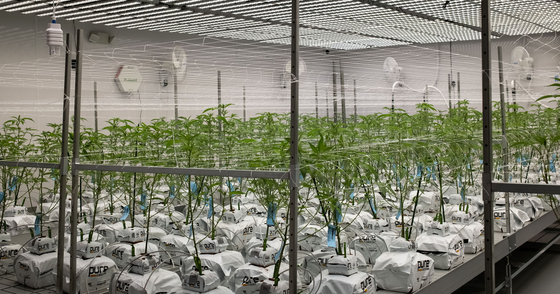 Genetics – Green Leaf Cannabis